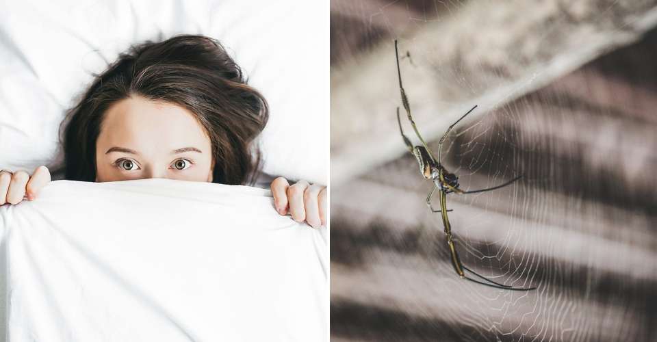 Spider Week Is ON! 8 (Humane) Ways To Get Rid Of Spiders