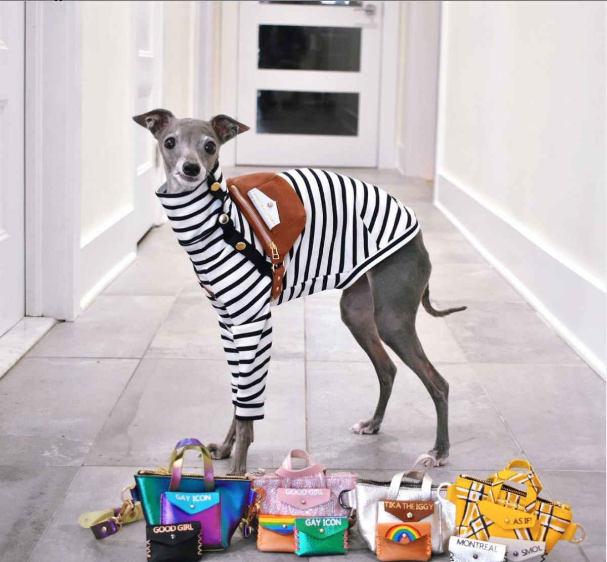 Have You Met Tika The Iggy? The Fashionista Dog Sums Up 2020 In A Meme ...