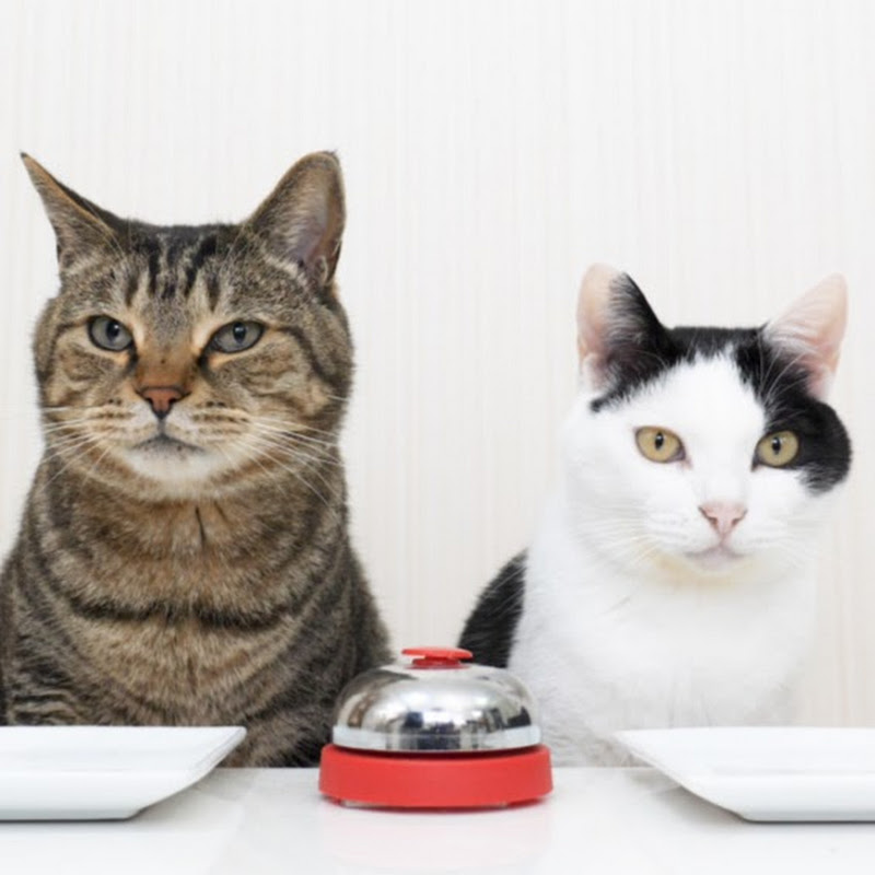 Contact Cat Navi Desk - Creator and Influencer