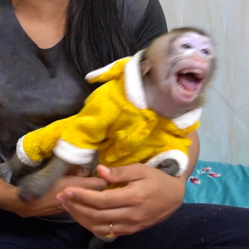 Contact Monkey Baby Too - Creator and Influencer