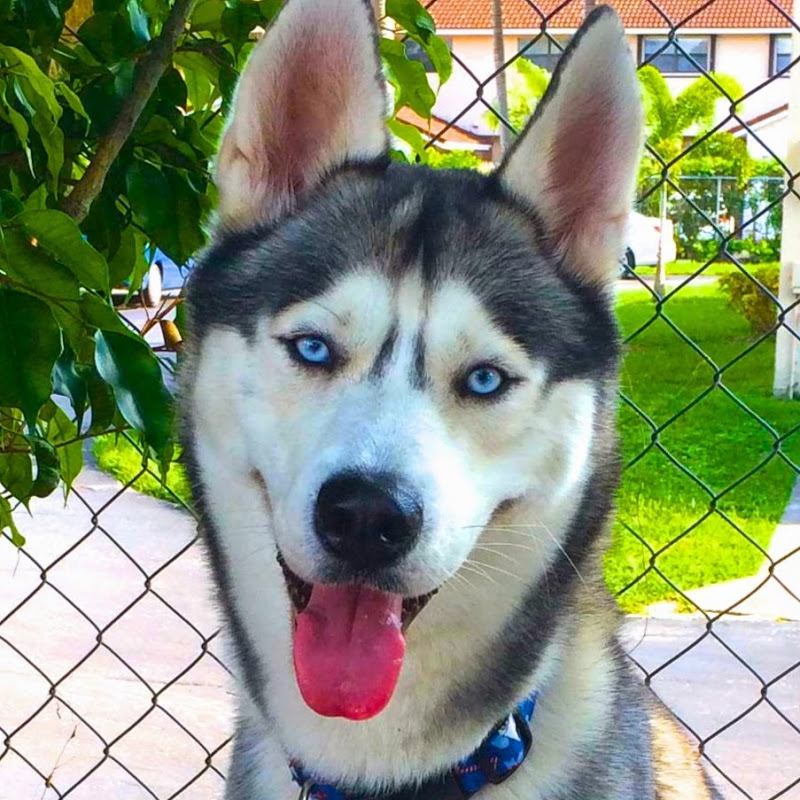 Contact Gohan The Husky - Agent, Manager and Publicist Details