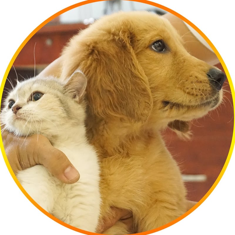 Contact MiMoLu Cat&Dog - Creator and Influencer