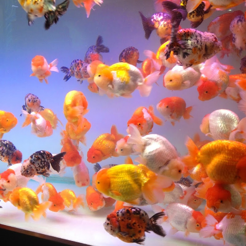 Contact criadero de betta y goldfish Javier RD - Creator and Influencer