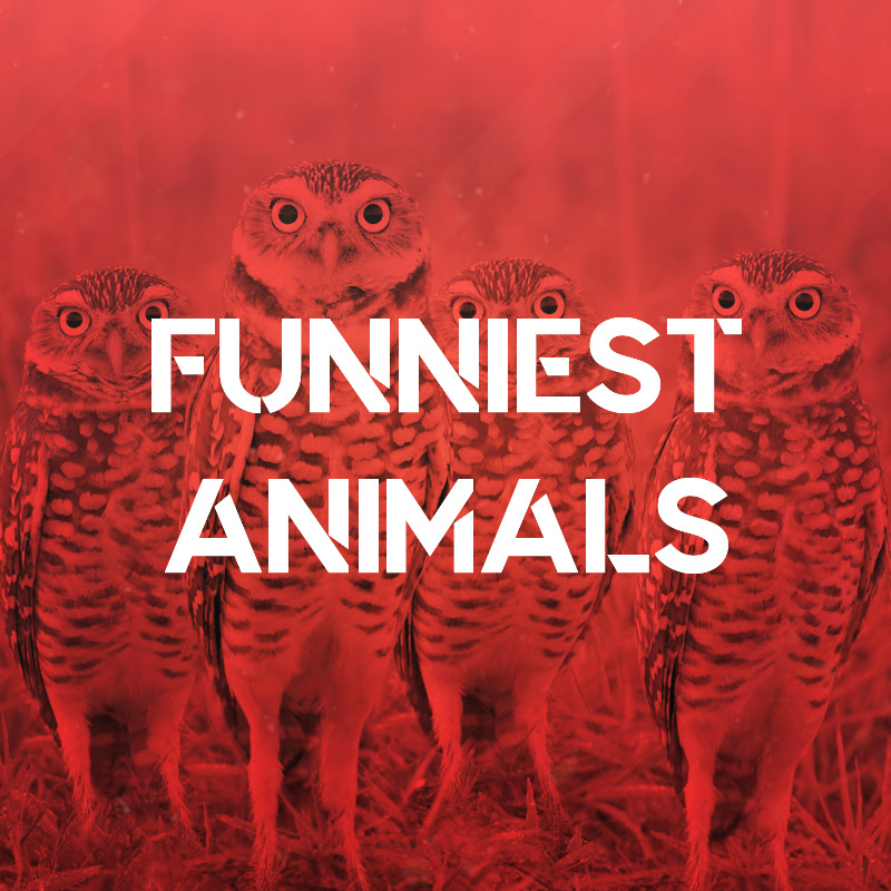 Contact Funniest Animals - Creator and Influencer