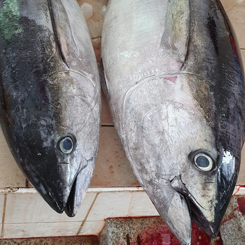 Contact All Over Fish - Creator and Influencer