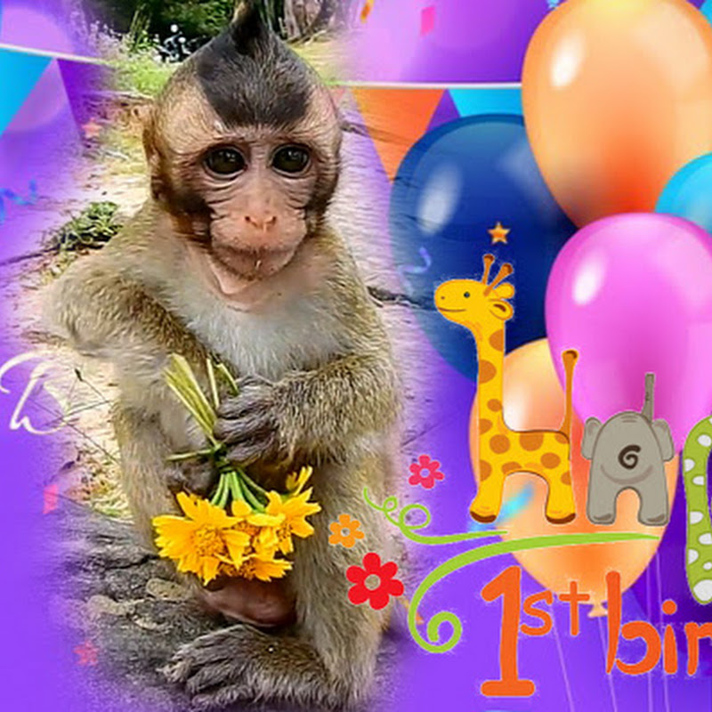 Nature Monkey Influencer Profile - Work With Influencer Nature Monkey