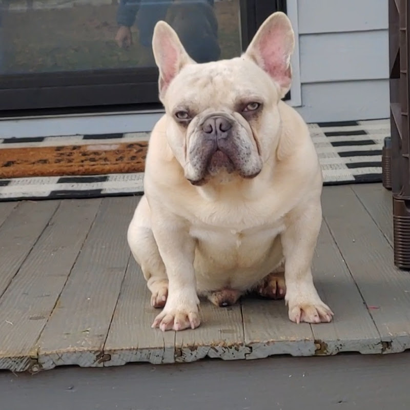 Contact TWT Bulls Micro Bullies & French Bulldogs - Creator and Influencer