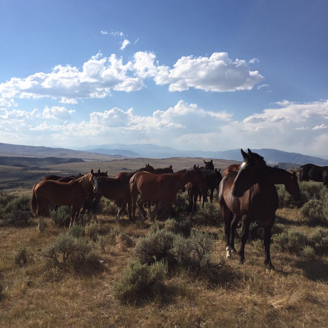 Contact Sankey Pro Rodeo - Creator and Influencer