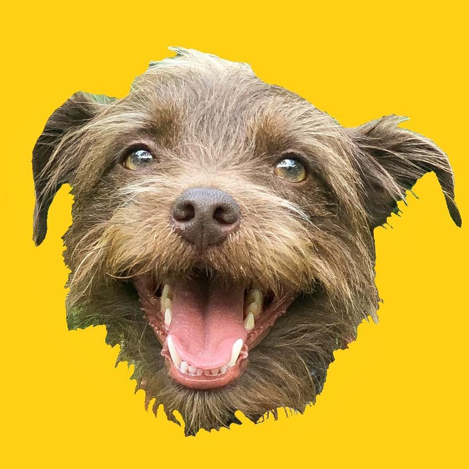 Contact Bastian the Dog - Agent, Manager and Publicist Details