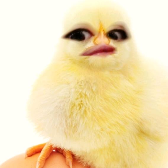 Contact FERNANDA ISABEL CAMU - Agent, Manager and Publicist Details