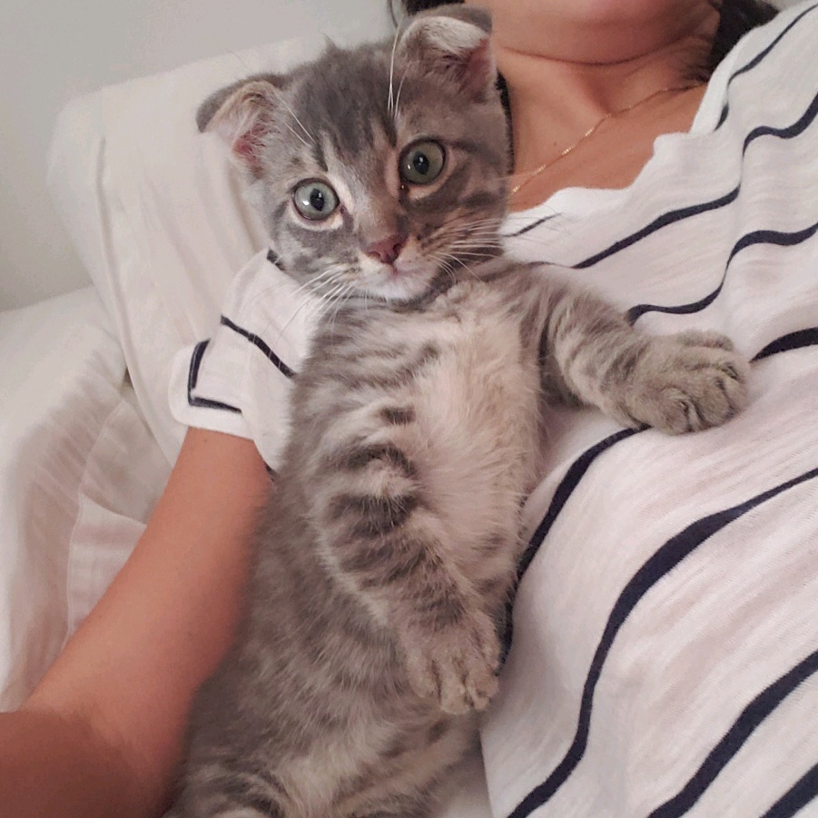 Contact Toco, The Munchkin Cat - Creator and Influencer