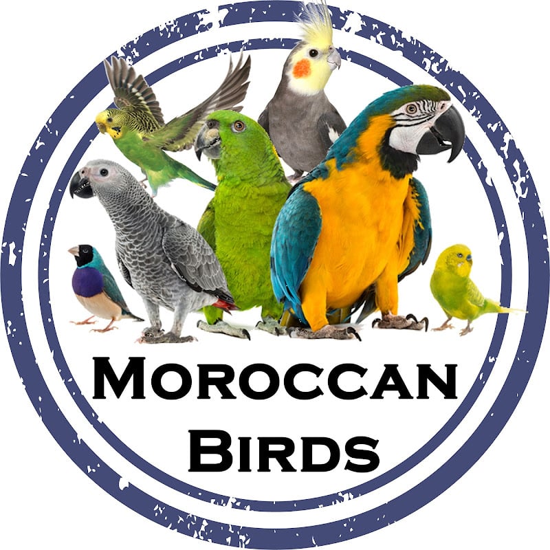 Contact moroccan birds - Creator and Influencer