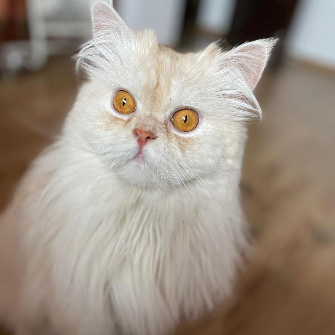 Contact Lunelu The Cat - Creator and Influencer