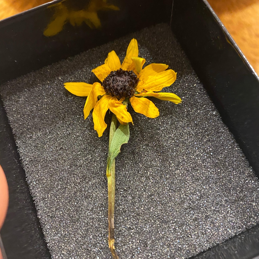 Contact Ihab Mallak - Creator and Influencer