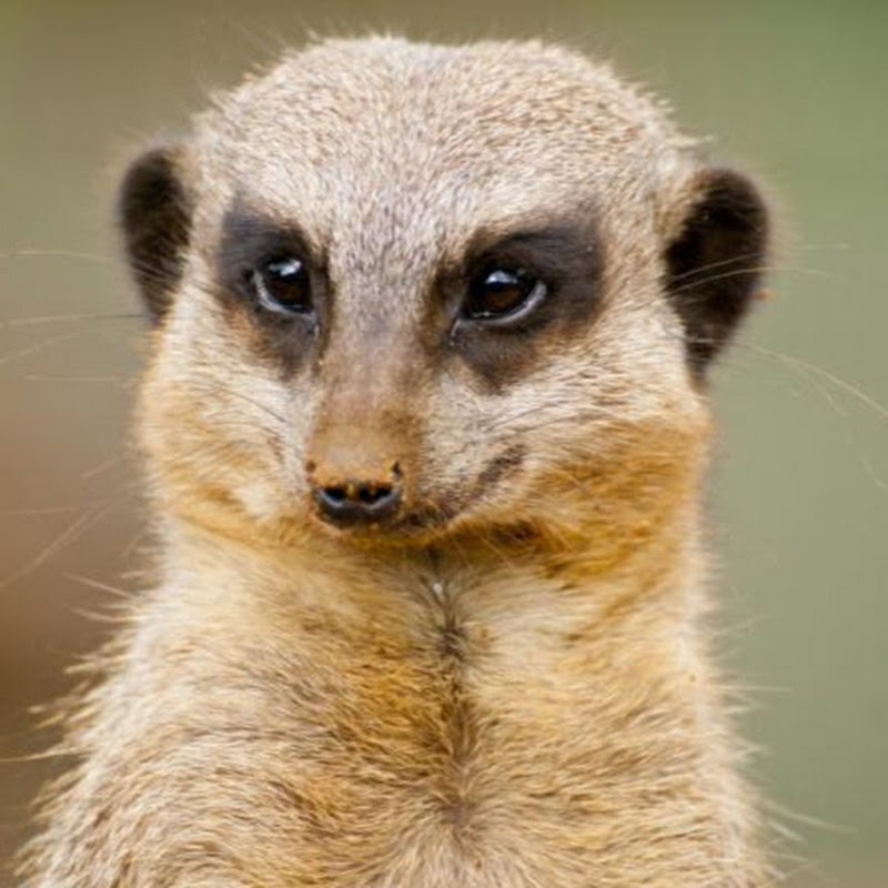 Contact Funny Ani - Creator and Influencer