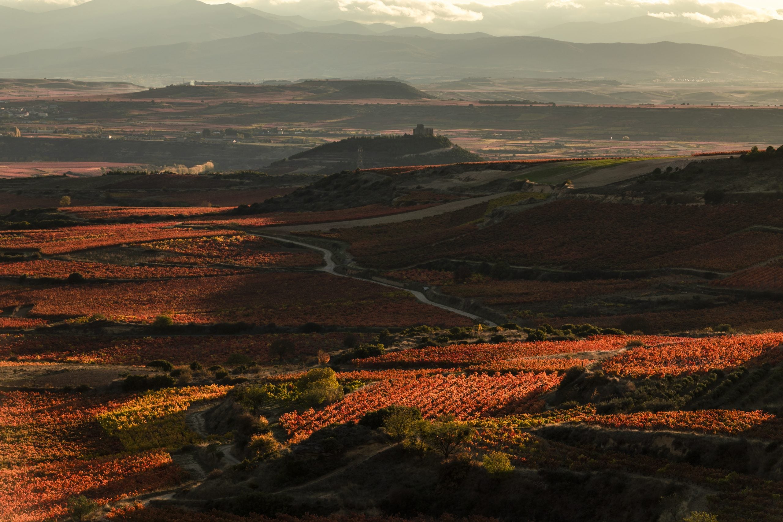 Celebrate The Changing Season With Our Favourite Autumnal Wines From ...