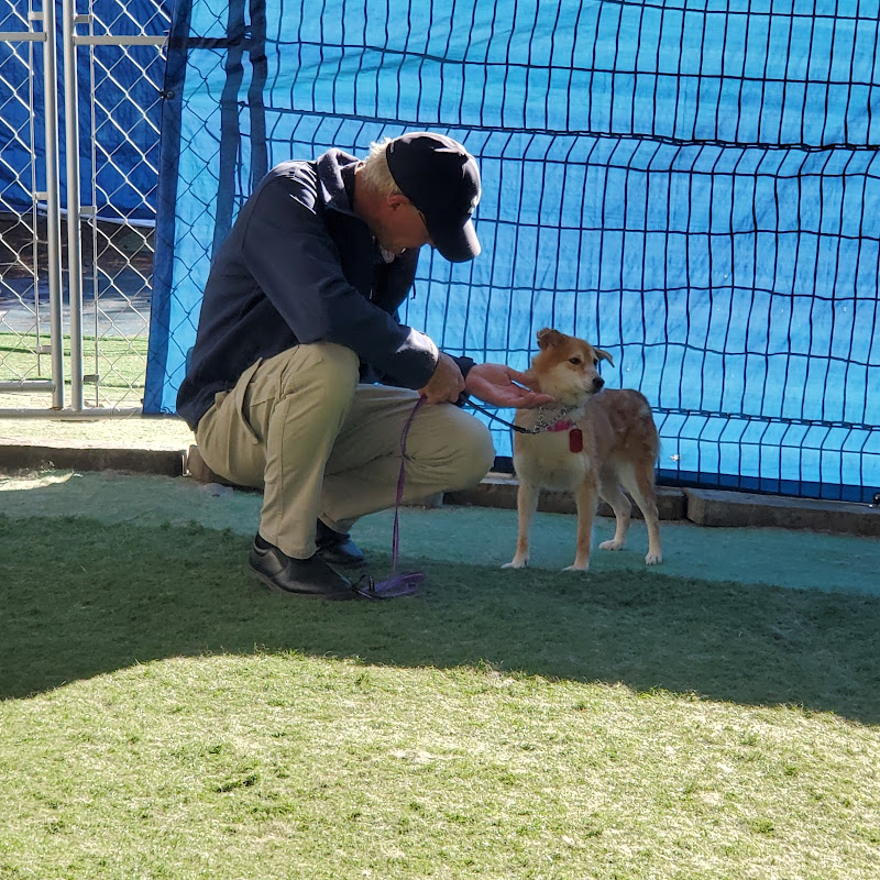 Ken Griffiths Dog Behaviourist Influencer Profile - Work With ...