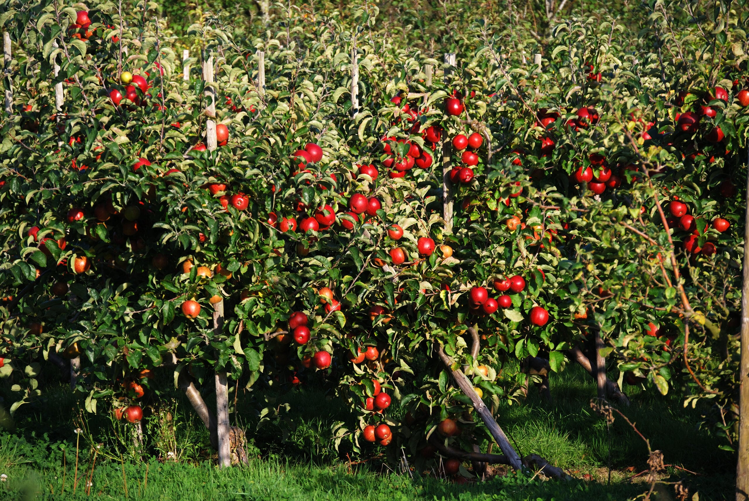 The Best Apple Orchards In And Around London | Apple Season