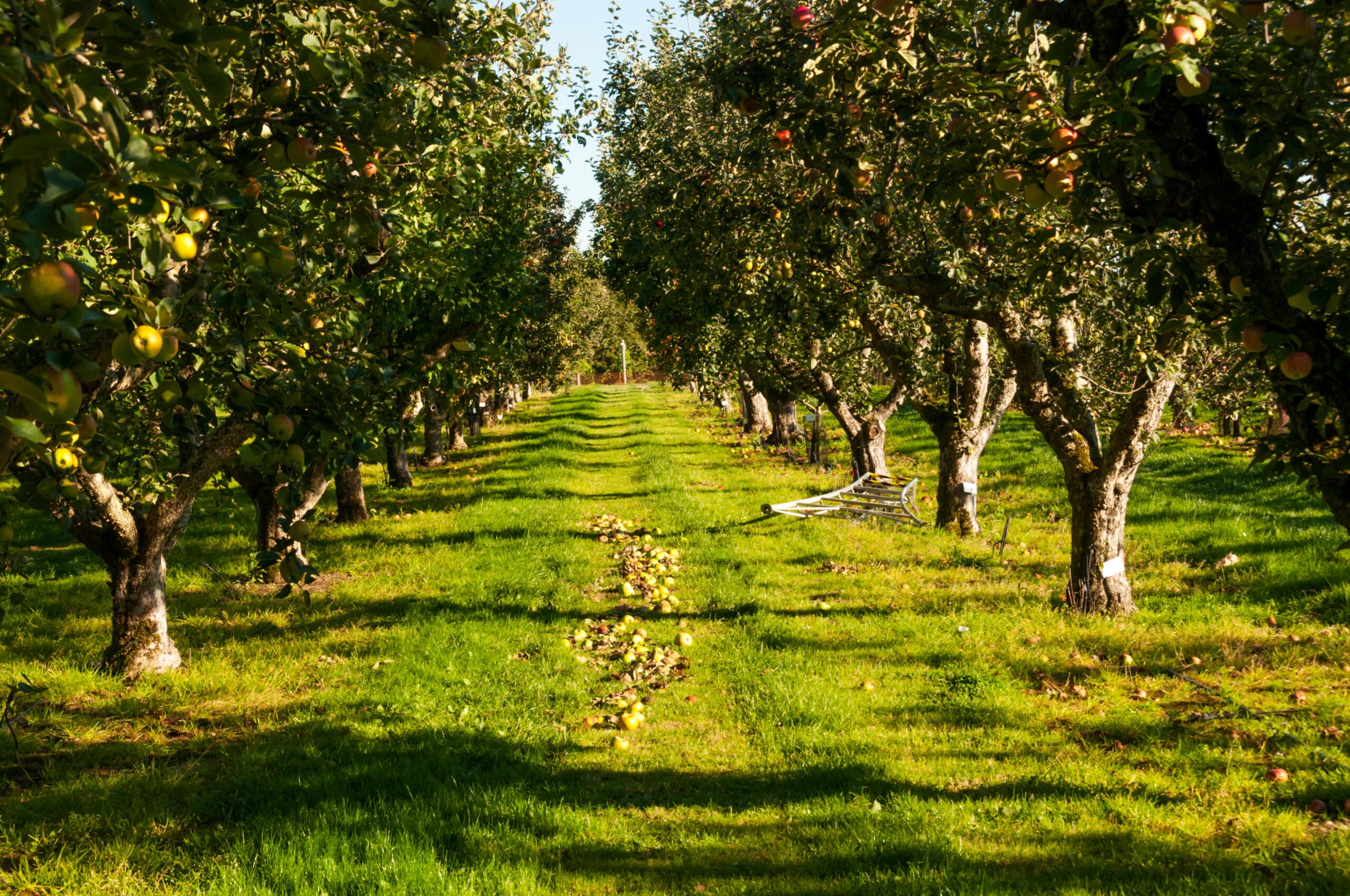 The Best Apple Orchards In And Around London | Apple Season
