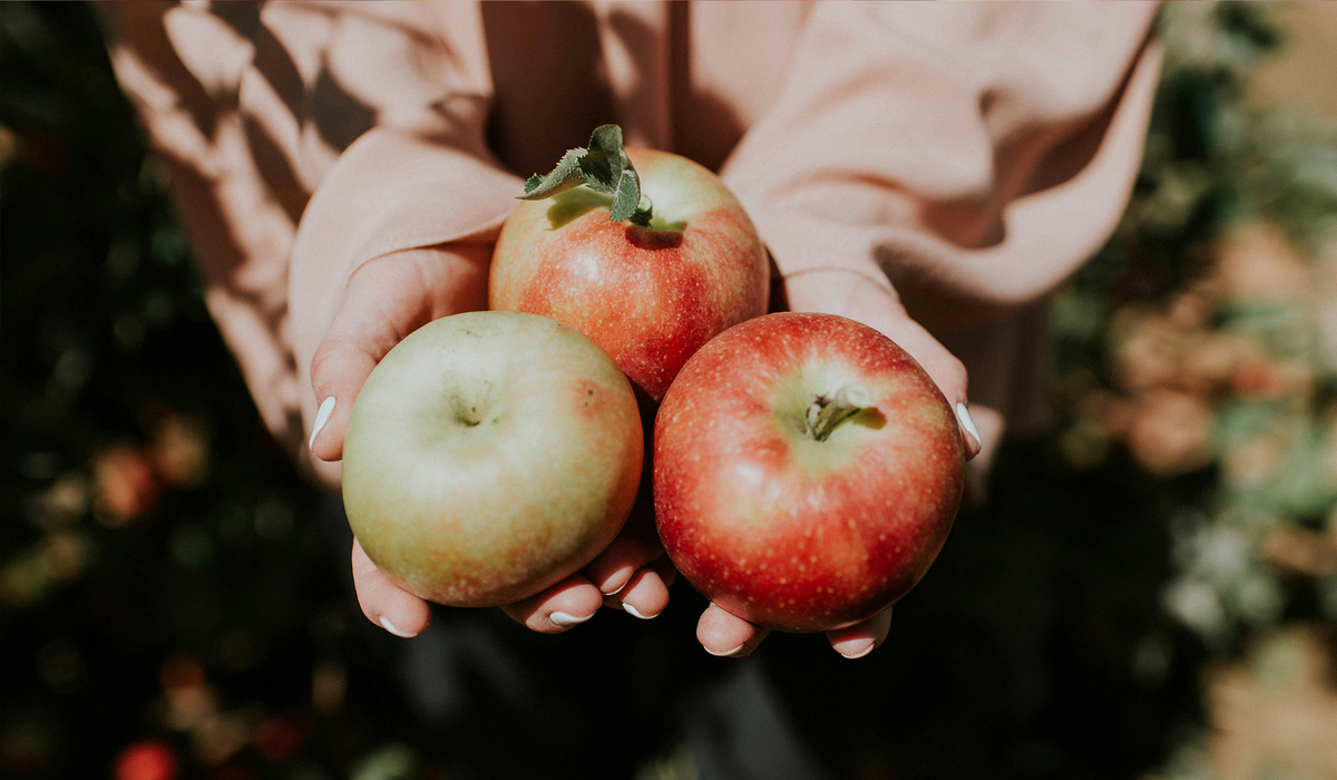 The Best Apple Orchards In And Around London, 2024