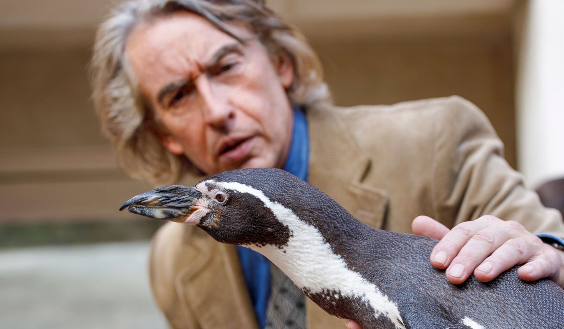 Steve Coogan Stars In The Penguin Lessons