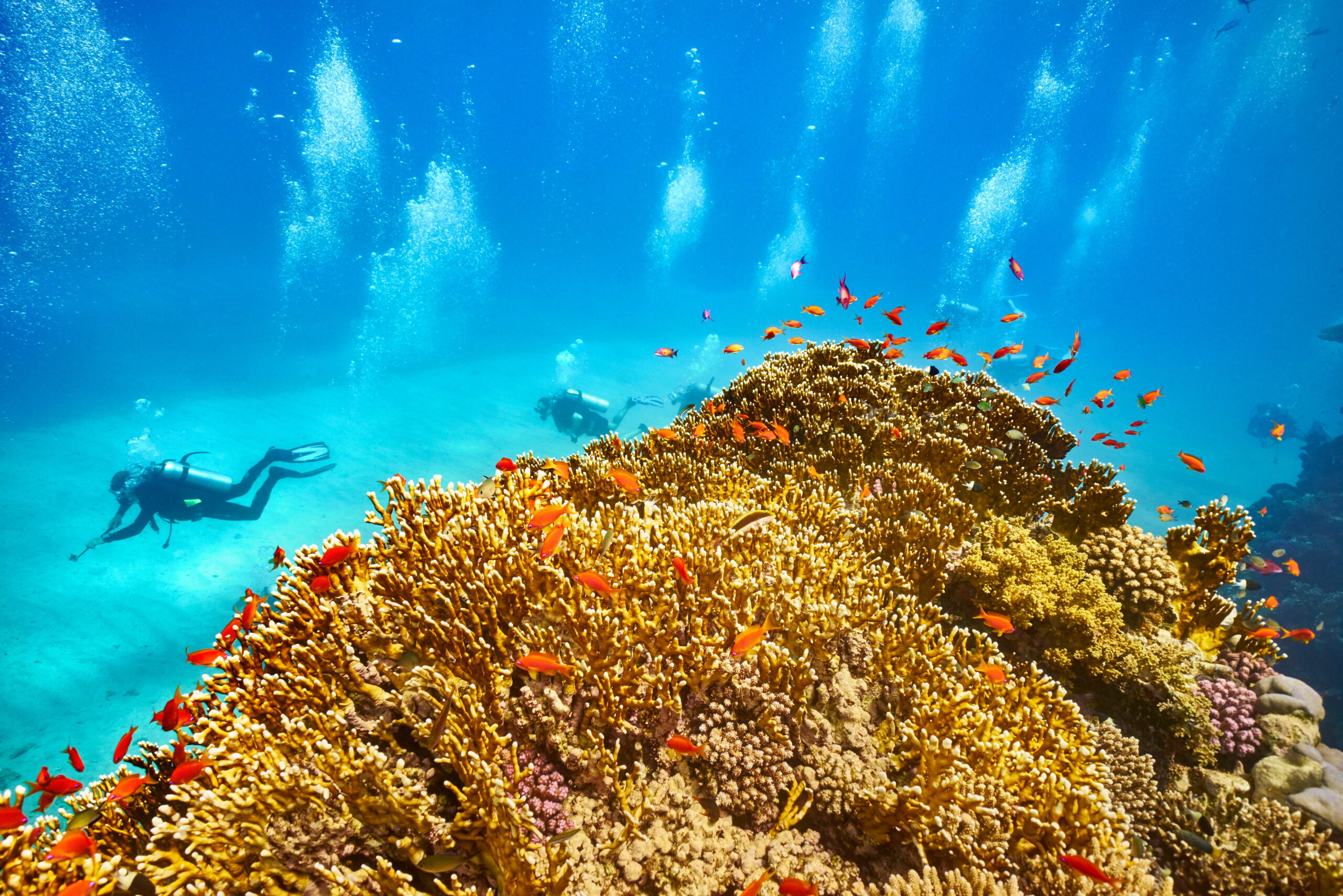 10 Best Places To Go Scuba Diving - The Handbook